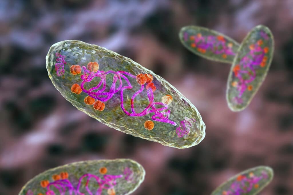 Plasmid Dna Manufacturing 101 Biohealthmatics